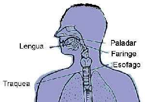 Deglución, Diagnóstico y Posibilidades Terapéuticas - espacioLogopedic